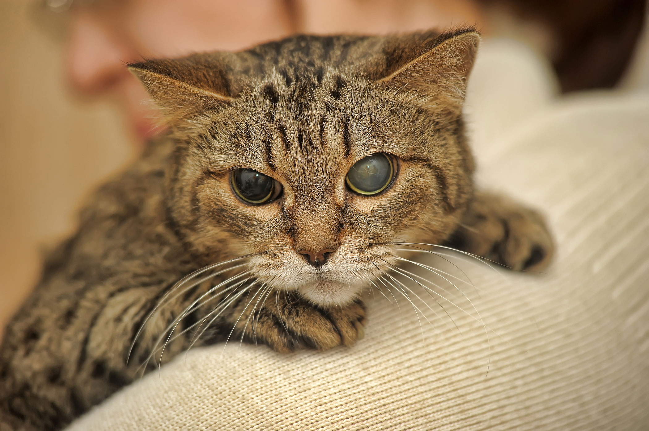 Blind Quiet Eye In Cats Symptoms Causes Diagnosis Treatment Blind Quiet Eye In Cats Symptoms Causes Diagnosis Treatment