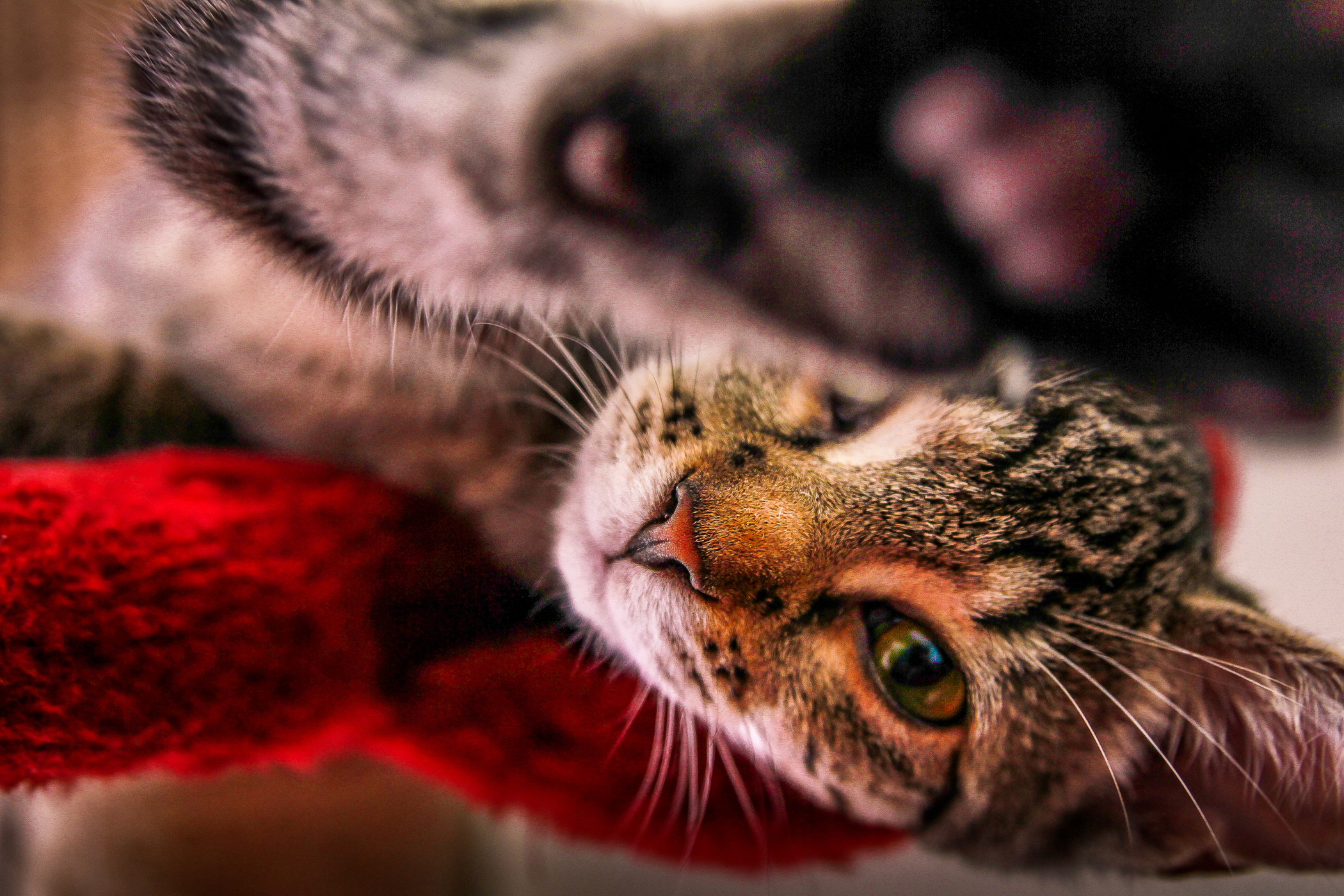 Bloating in Cats - Symptoms, Causes, Diagnosis, Treatment, Recovery ...