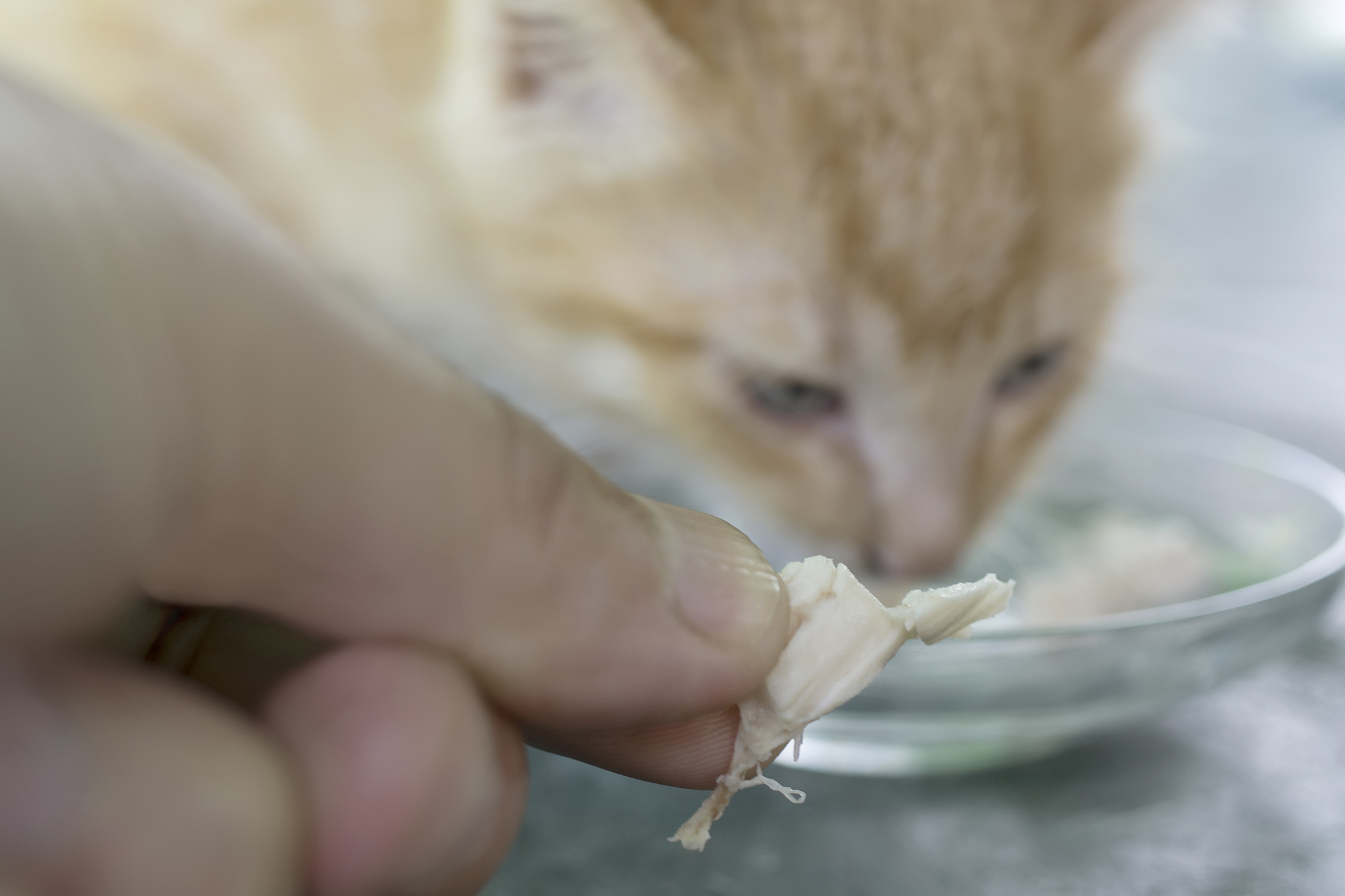 Chicken Allergy In Cats Symptoms Causes Diagnosis Treatment Recovery Management Cost