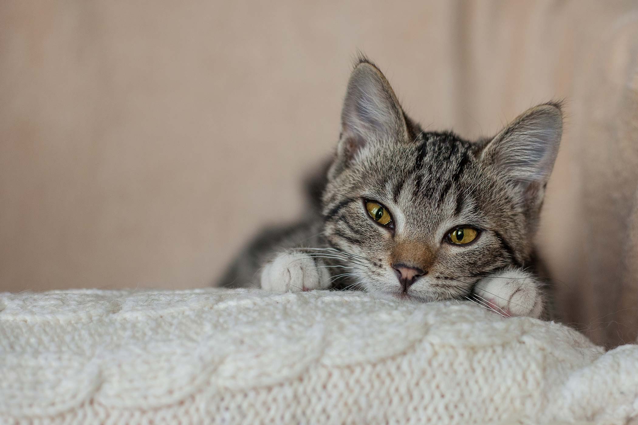 Eye Injuries in Cats - Symptoms, Causes, Diagnosis, Treatment, Recovery ...