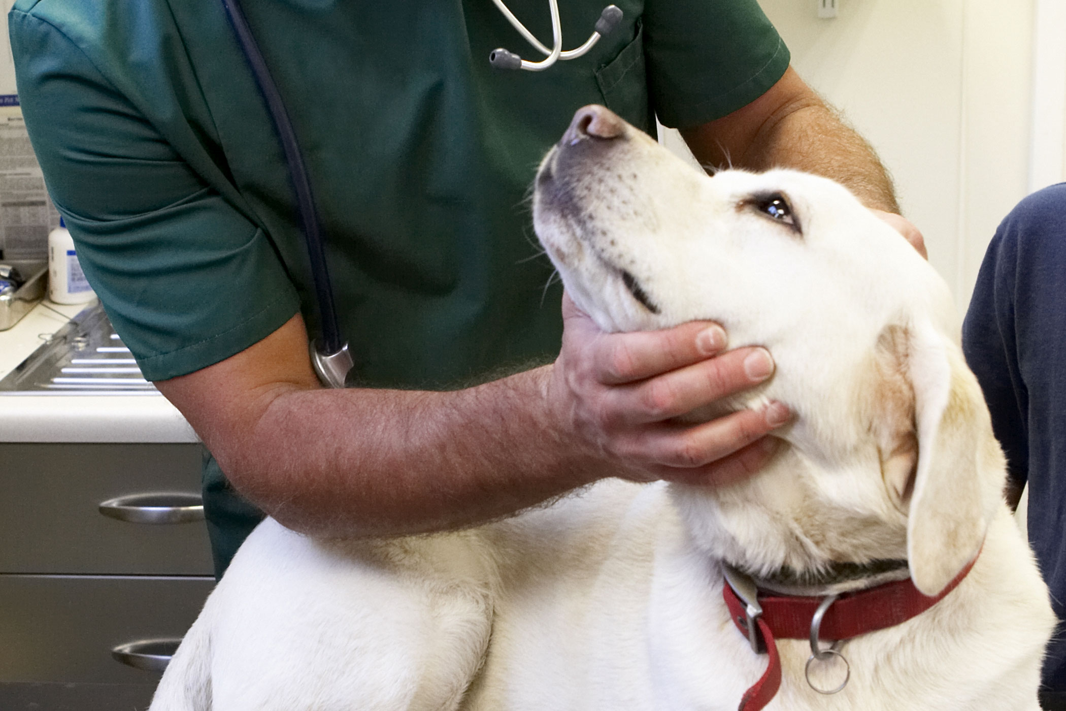 Acute Vomiting in Dogs - Symptoms, Causes, Diagnosis, Treatment ...