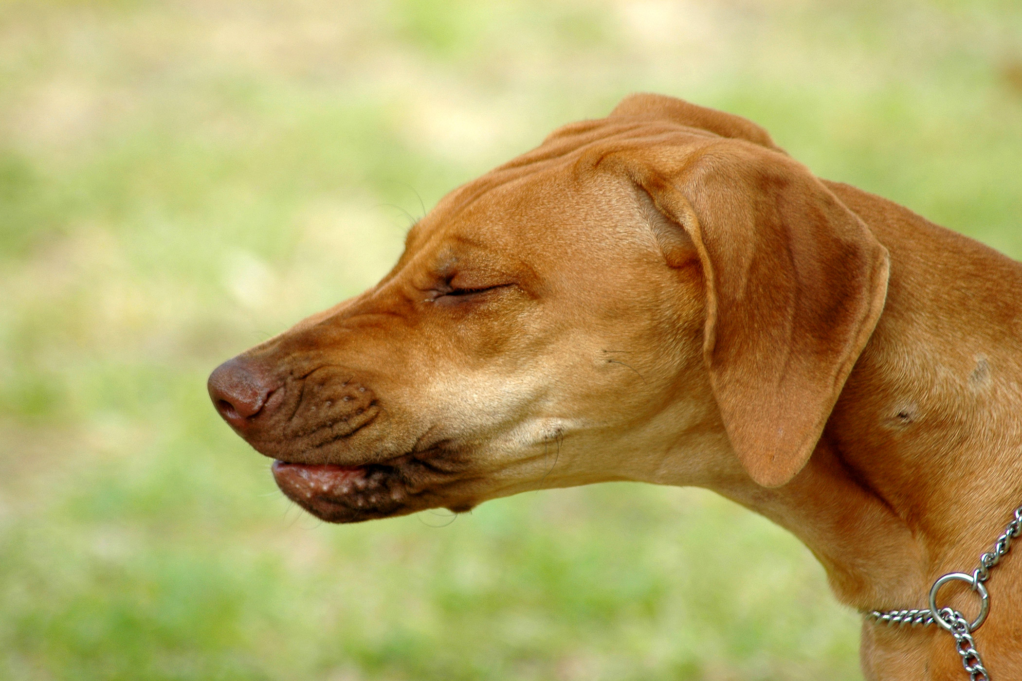 Capillariasis in Dogs - Symptoms, Causes, Diagnosis, Treatment ...