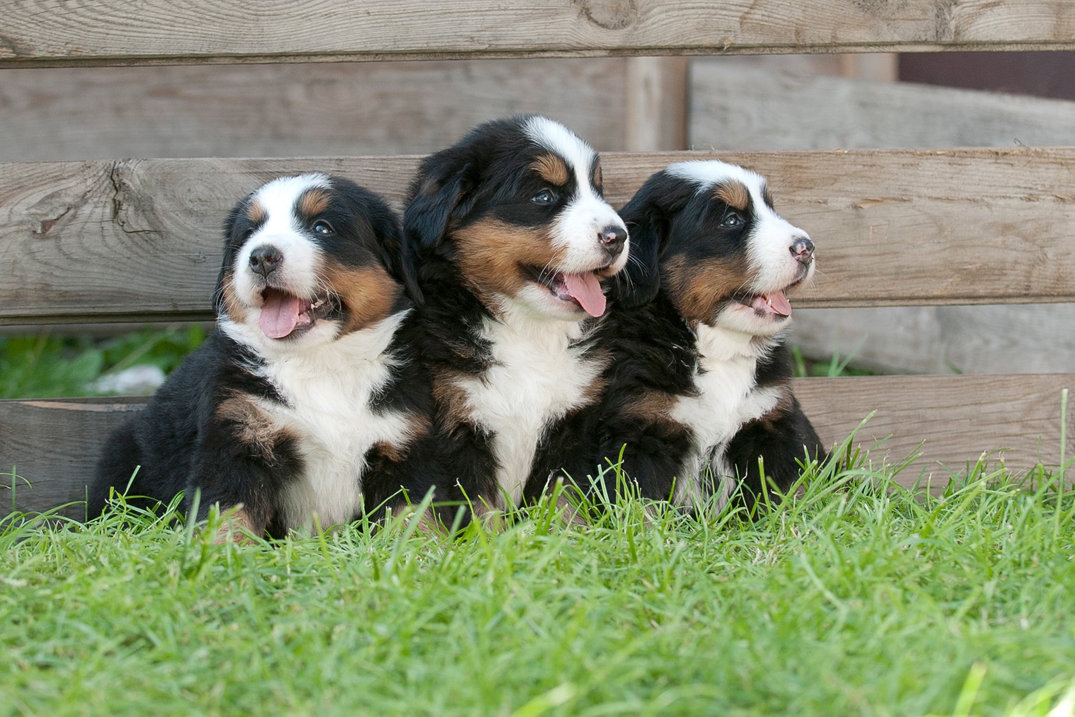 Cesarean Section in Dogs - Conditions Treated, Procedure, Efficacy ...