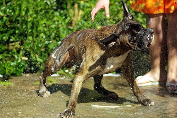 Discospondylitis (Spondylitis) in Dogs - Symptoms, Causes, Diagnosis ...