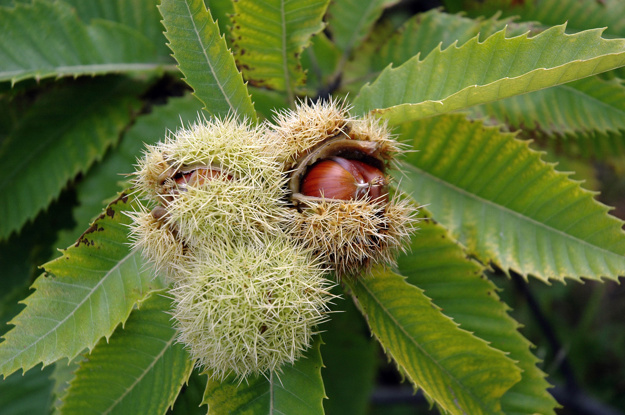 Horse Chestnut Poisoning in Dogs - Symptoms, Causes, Diagnosis ...