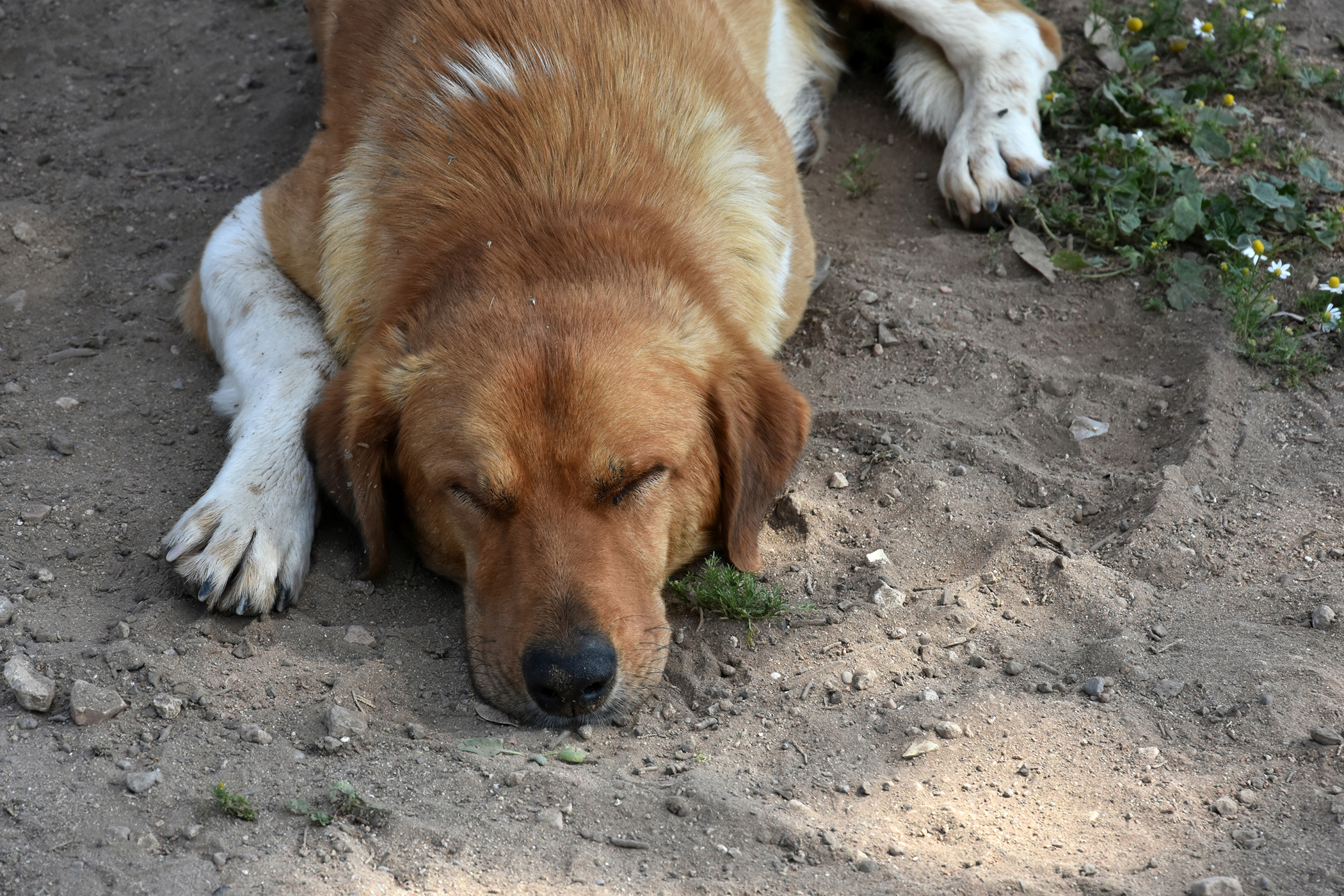 Liver Shunts In Dogs Symptoms Causes Diagnosis Treatment Recovery Liver Shunts In Dogs Symptoms Causes Diagnosis Treatment Recovery