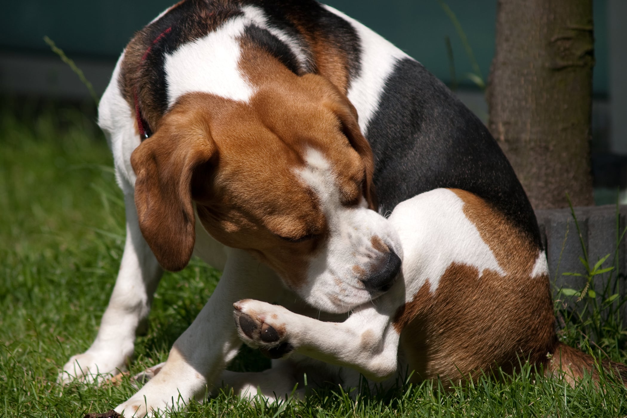 Lupoid Onychodystrophy in Dogs - Symptoms, Causes, Diagnosis, Treatment ...