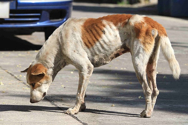 Myositis in Dogs - Symptoms, Causes, Diagnosis, Treatment, Recovery ...