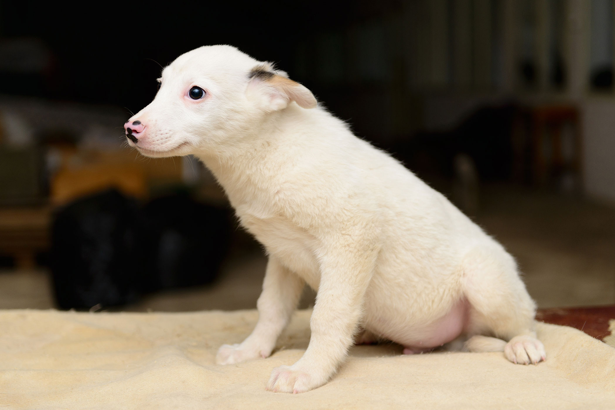 Parasitic Infection (Neosporosis) in Dogs - Symptoms, Causes, Diagnosis ...