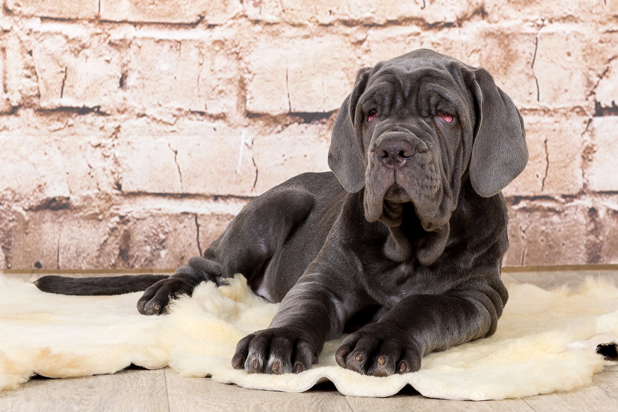 Passive Range of Motion Physical Therapy in Dogs - Conditions Treated ...