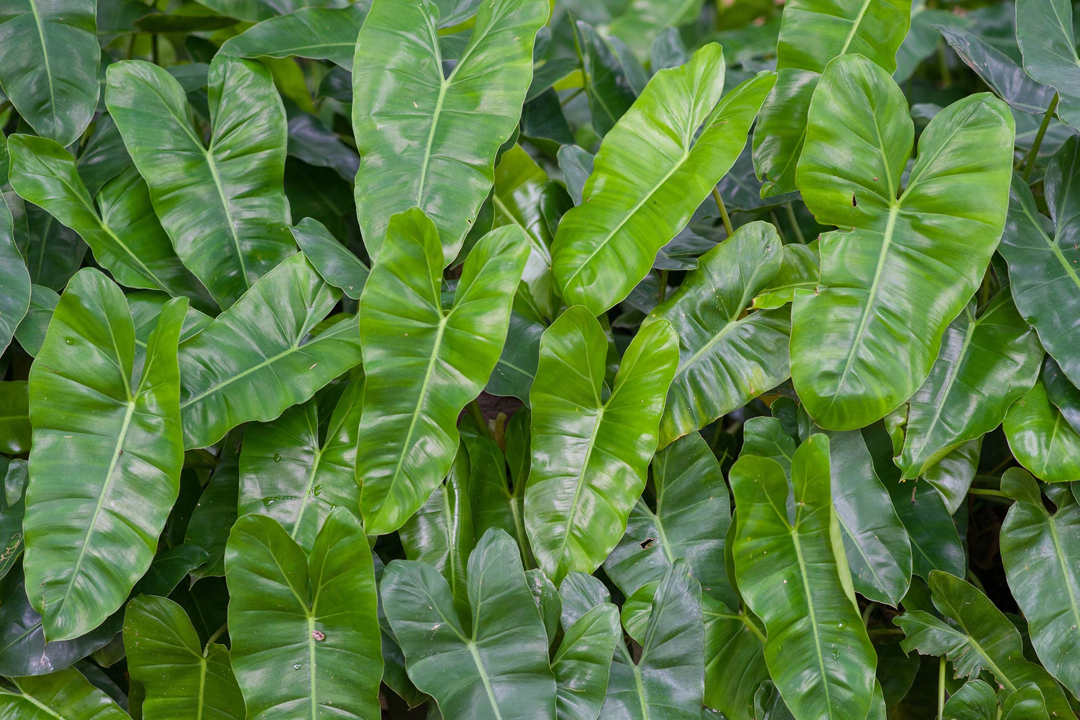 Philodendron Plants Are Toxic To Cats