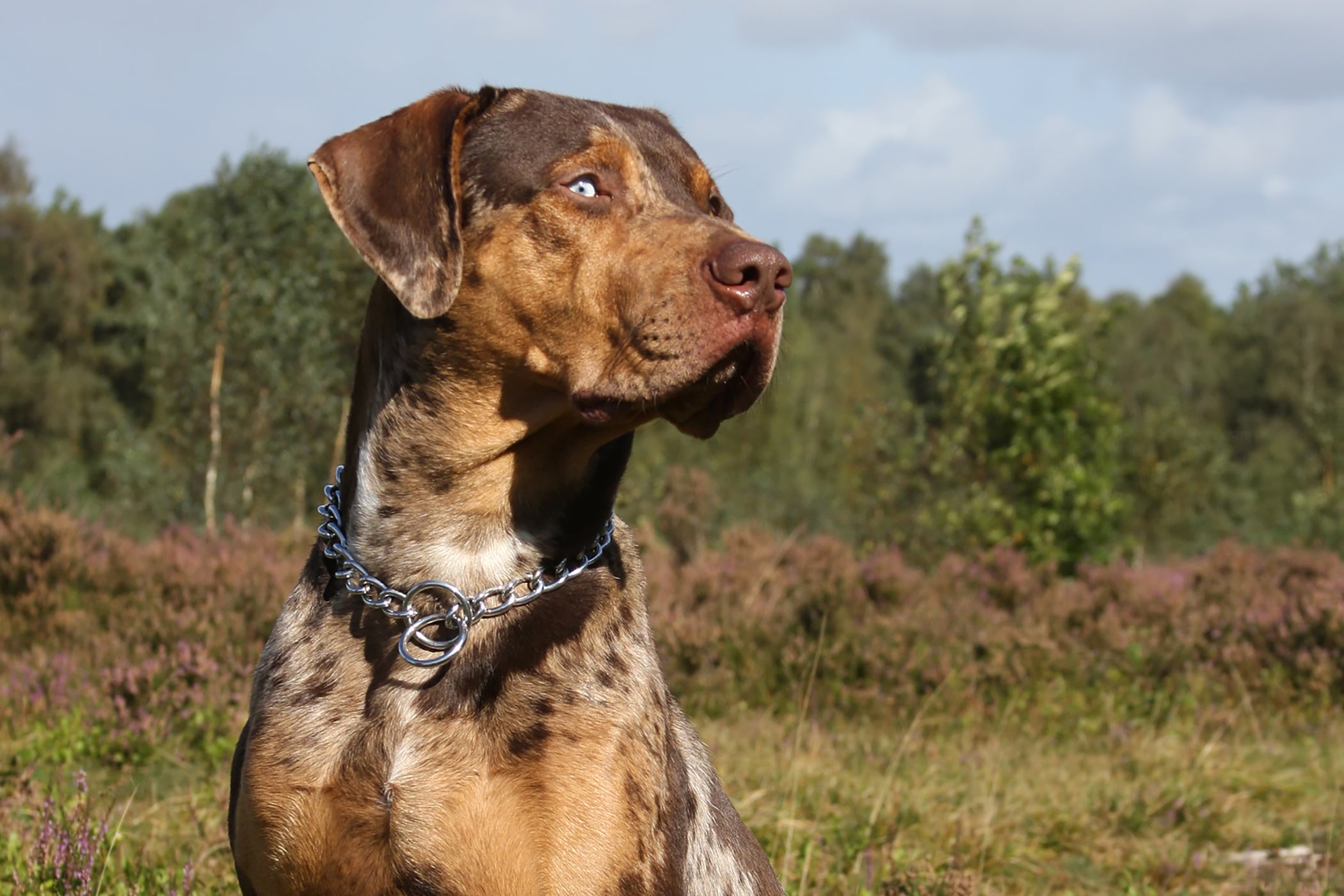 Retinal Hemorrhage in Dogs - Symptoms, Causes, Diagnosis, Treatment ...