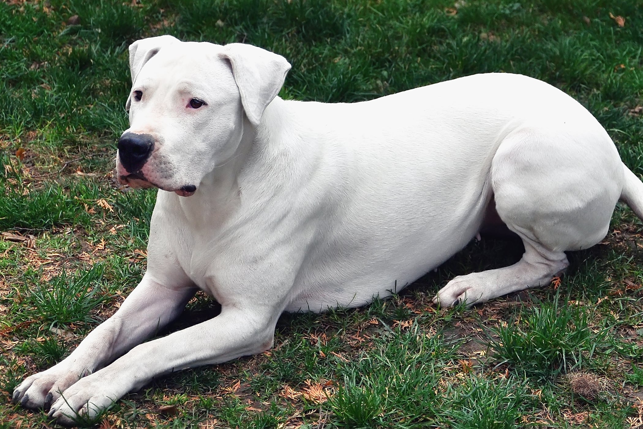 Surgery for Fractures in Dogs - Conditions Treated, Procedure, Efficacy ...