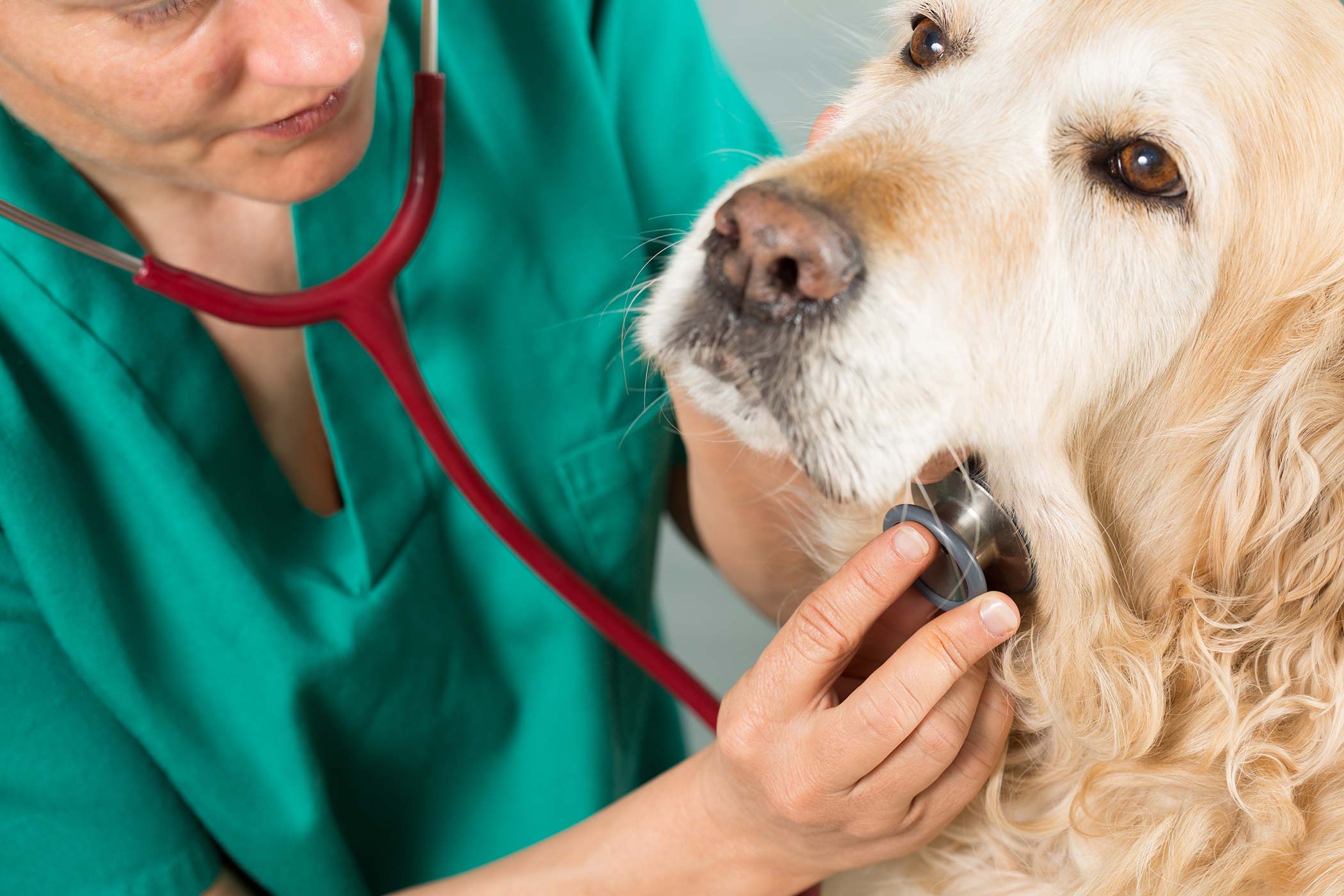 Tumor Of The Throat In Dogs Symptoms Causes Diagnosis Treatment Tumor Of The Throat In Dogs Symptoms Causes Diagnosis Treatment