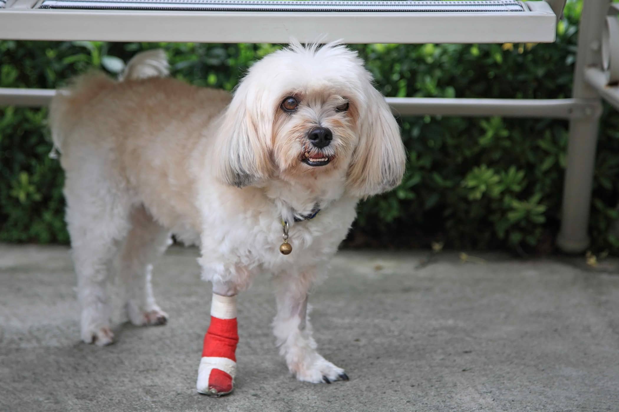 Dog Treatment Type - Musculoskeletal