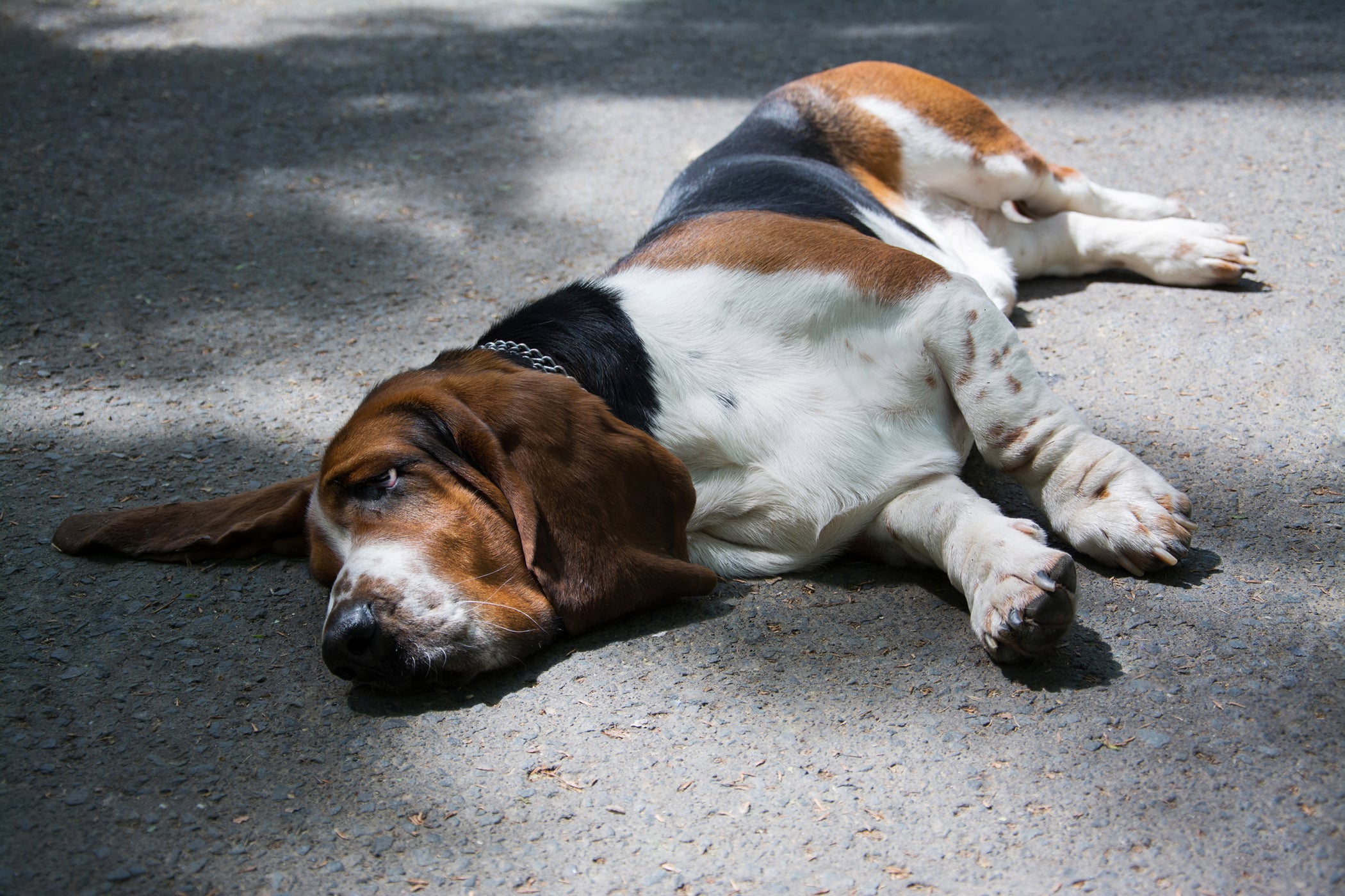 Total Ear Canal Ablation in Dogs - Conditions Treated, Procedure ...