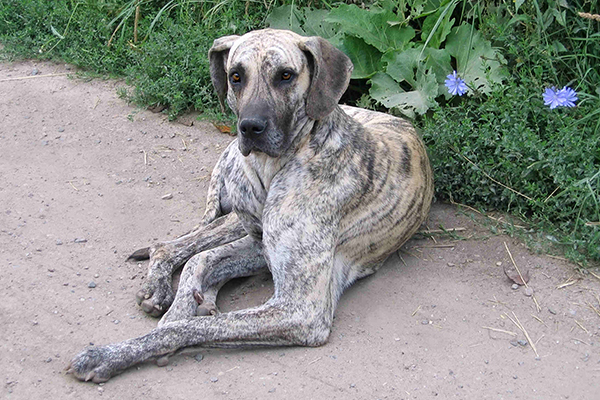 Tuberculosis in Dogs - Symptoms, Causes, Diagnosis, Treatment, Recovery, Management, Cost