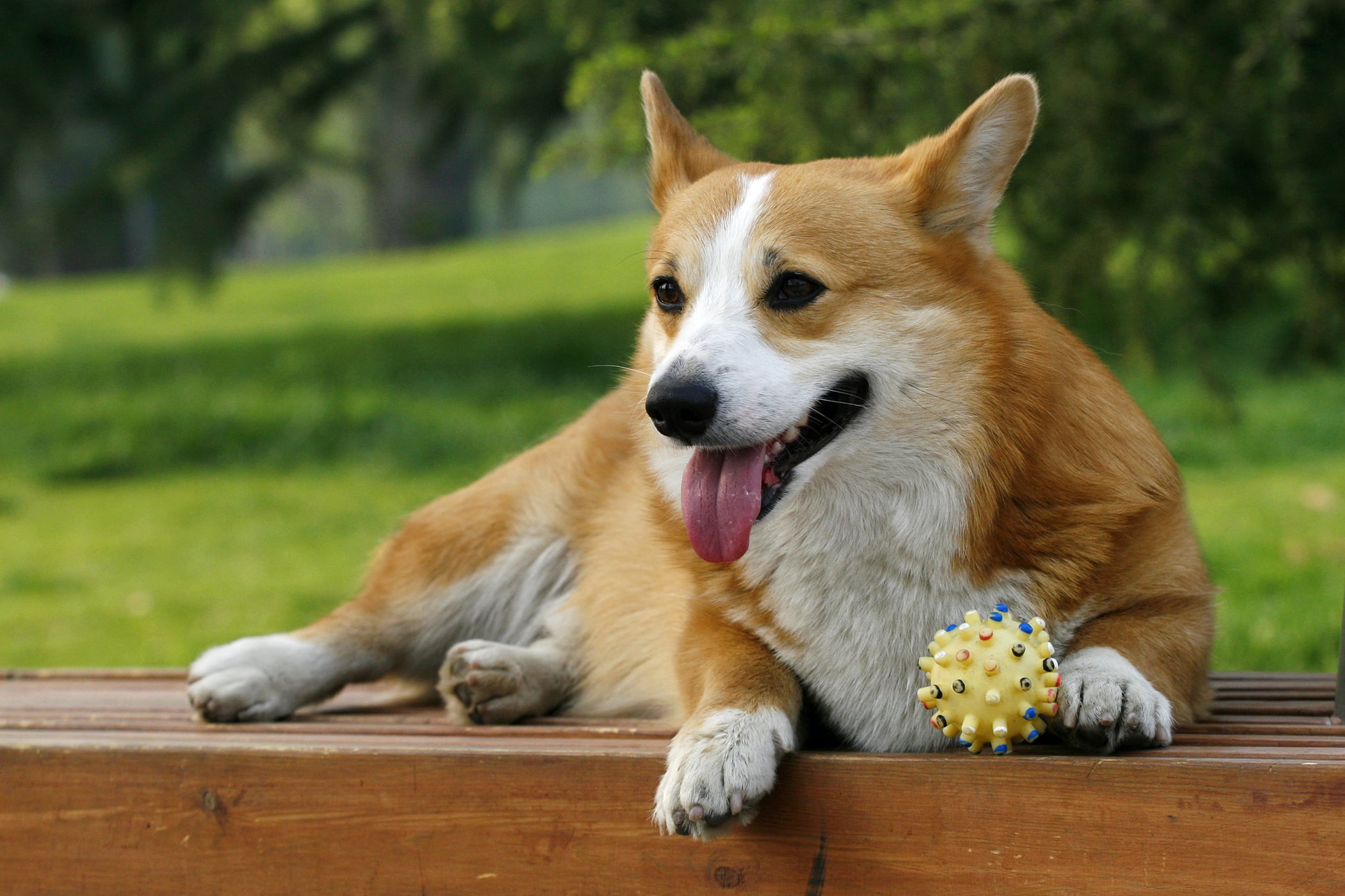 Dog Treatment Severity - Moderate