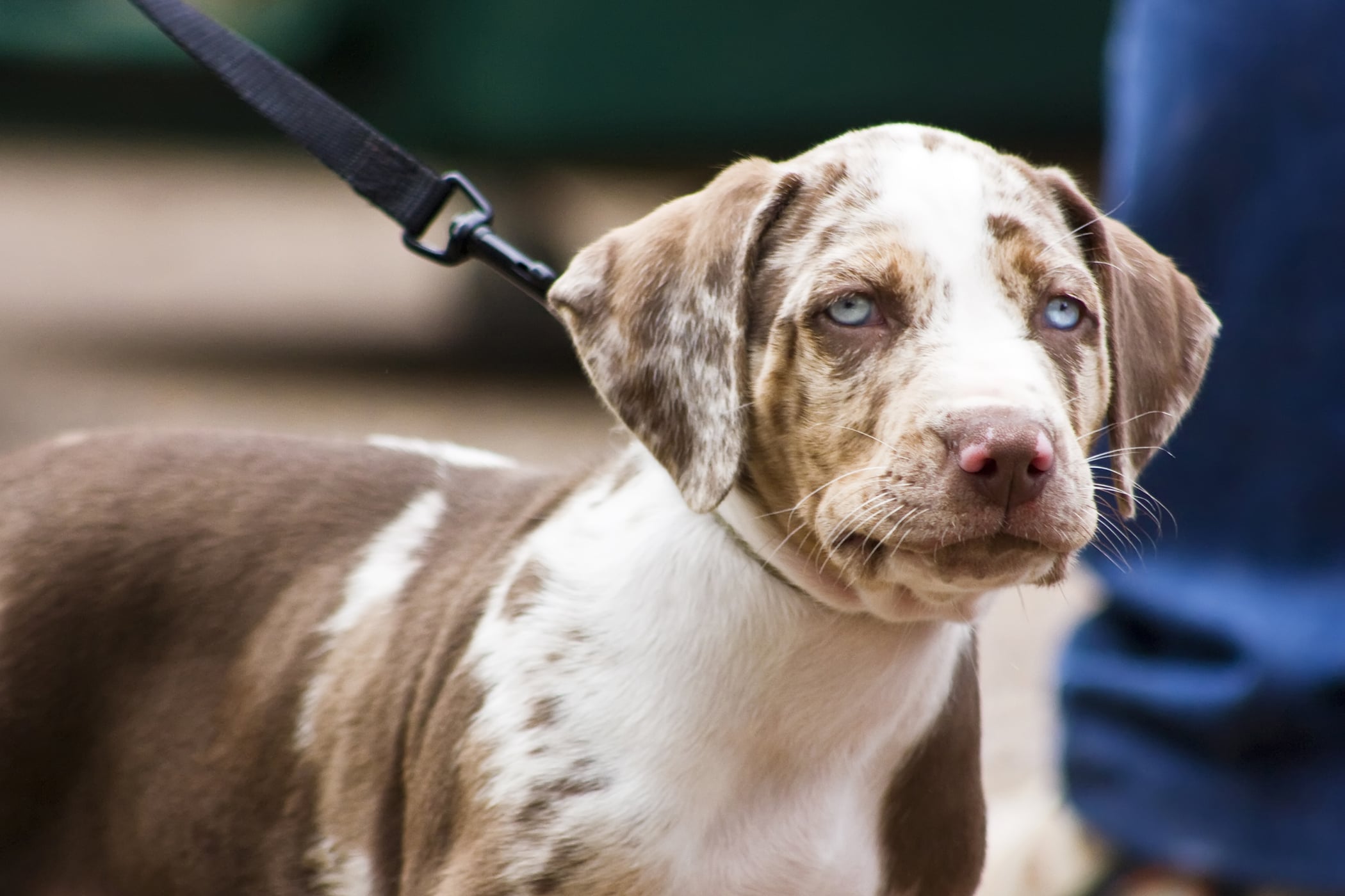 Vitiligo in Dogs - Symptoms, Causes, Diagnosis, Treatment, Recovery ...