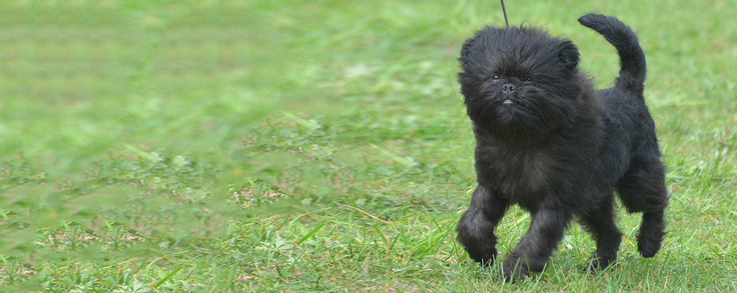 Affenpinscher - Dog Breed Health, History, Appearance, Temperament, and ...