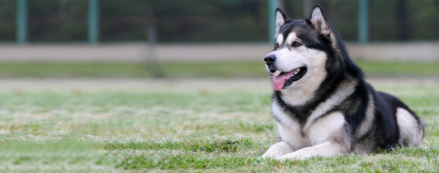 Alaskan Malamute - Dog Breed Health, History, Appearance, Temperament ...