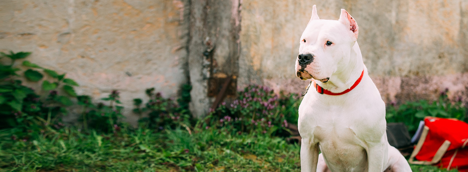 Dogo Argentino - Dog Breed Health, History, Appearance, Temperament ...