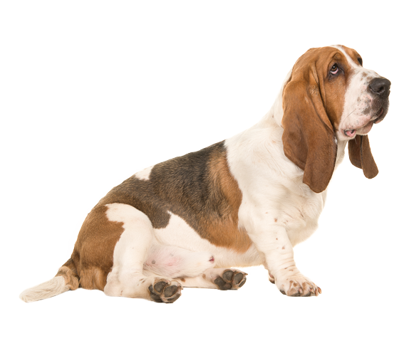 Basset Hound - Dog Breed Health, History, Appearance, Temperament, and ...