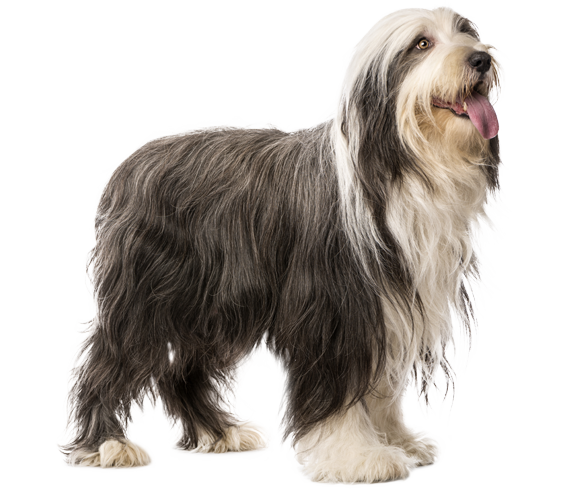 Bearded Collie - Dog Breed Health, History, Appearance, Temperament ...