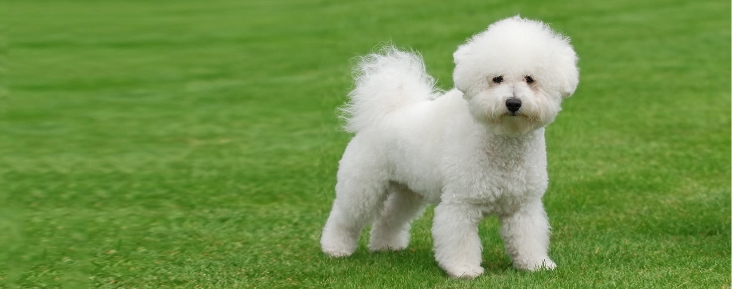 Bichon Frise - Dog Breed Health, History, Appearance, Temperament, and ...