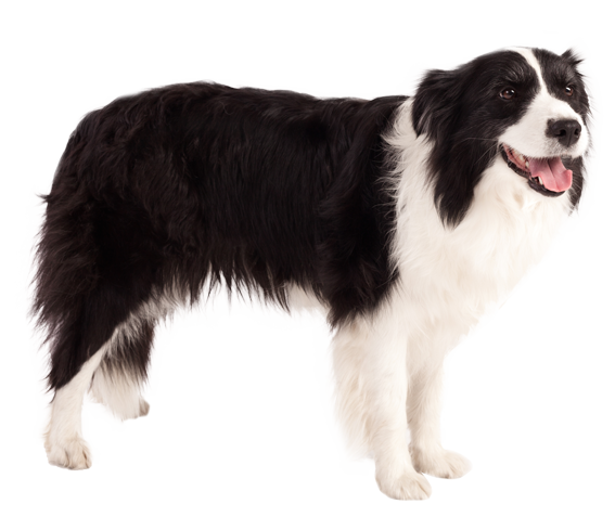 Border Collie - Dog Breed Health, History, Appearance, Temperament, and ...