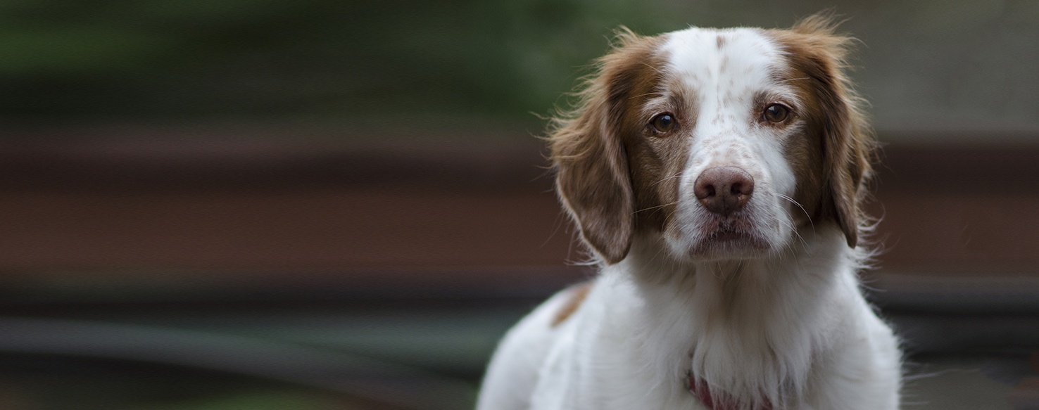 Brittany - Dog Breed Health, History, Appearance, Temperament, and ...