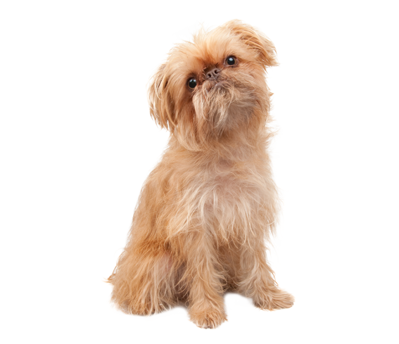 Brussels Griffon - Dog Breed Health, History, Appearance, Temperament ...