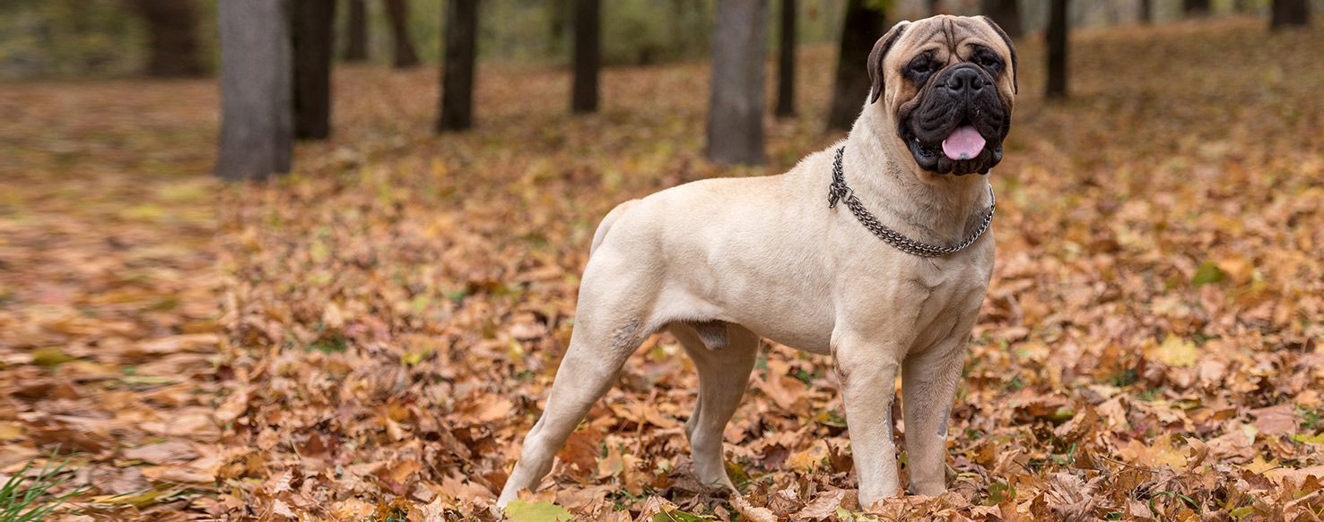 Bullmastiff - Dog Breed Health, History, Appearance, Temperament, and ...