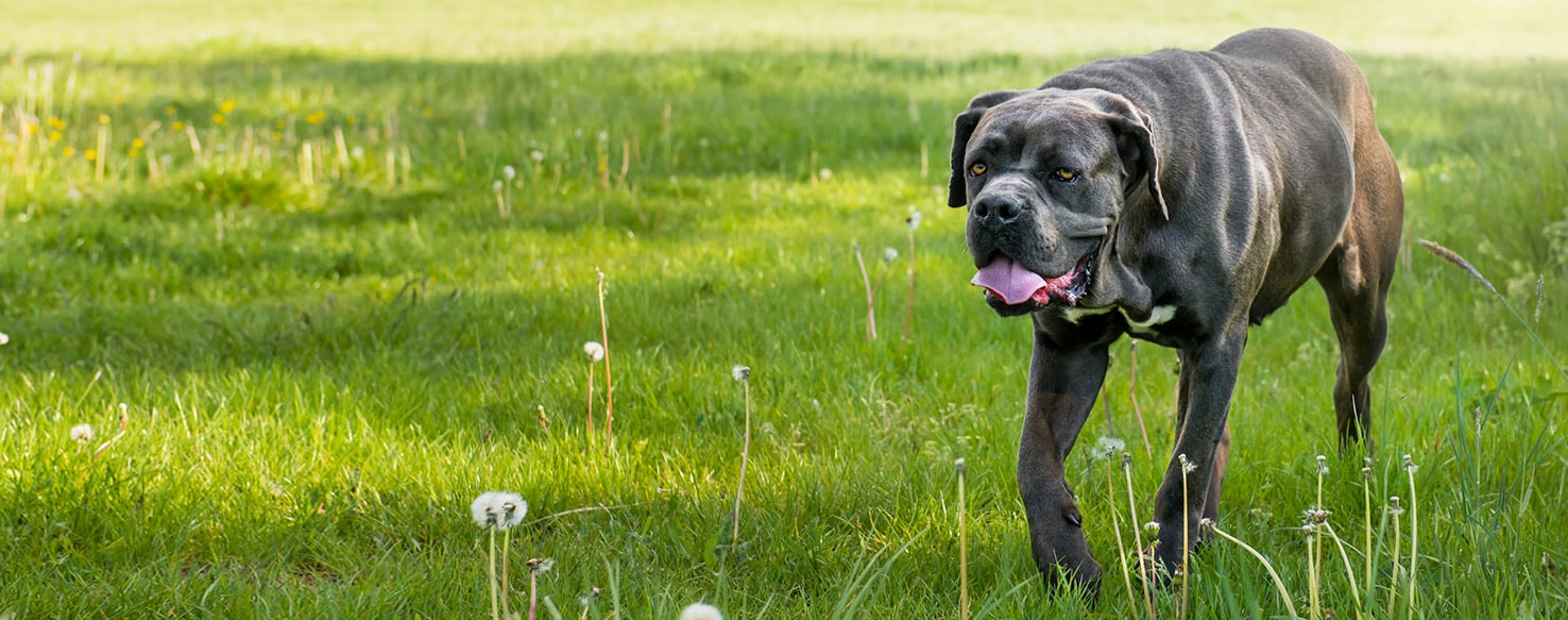 Cane Corso - Dog Breed Health, History, Appearance, Temperament, and ...