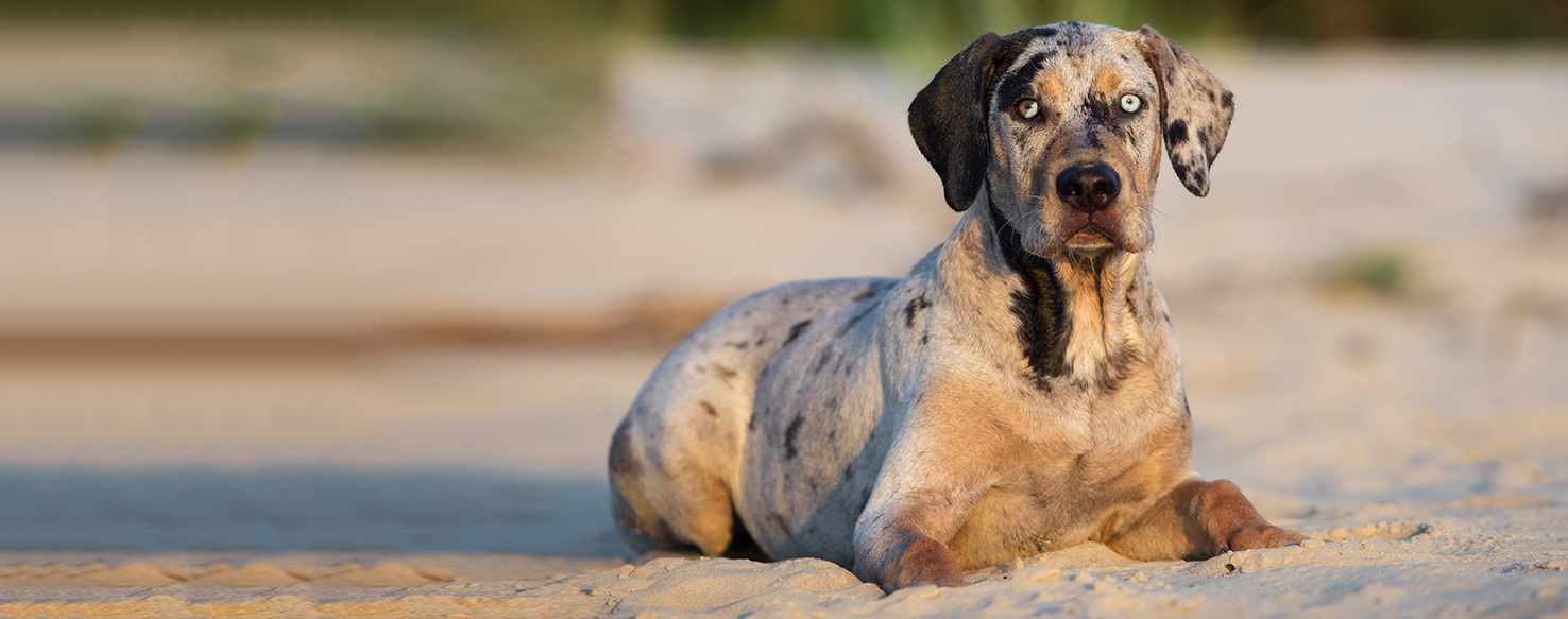 Catahoula Leopard Dog - Dog Breed Health, History, Appearance ...
