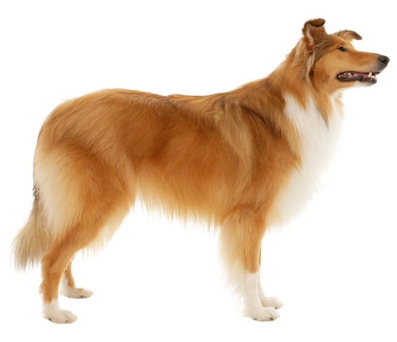 Collie - Dog Breed Health, History, Appearance, Temperament, and ...