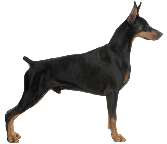 Doberman Pinscher - Dog Breed Health, History, Appearance, Temperament ...