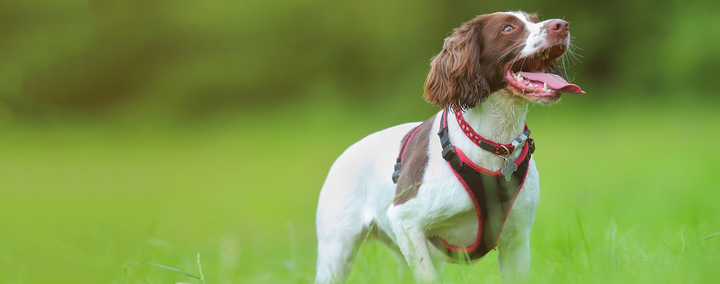 English Springer Spaniel - Dog Breed Health, History, Appearance ...