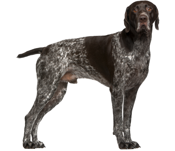 German Shorthaired Pointer - Dog Breed Health, History, Appearance ...
