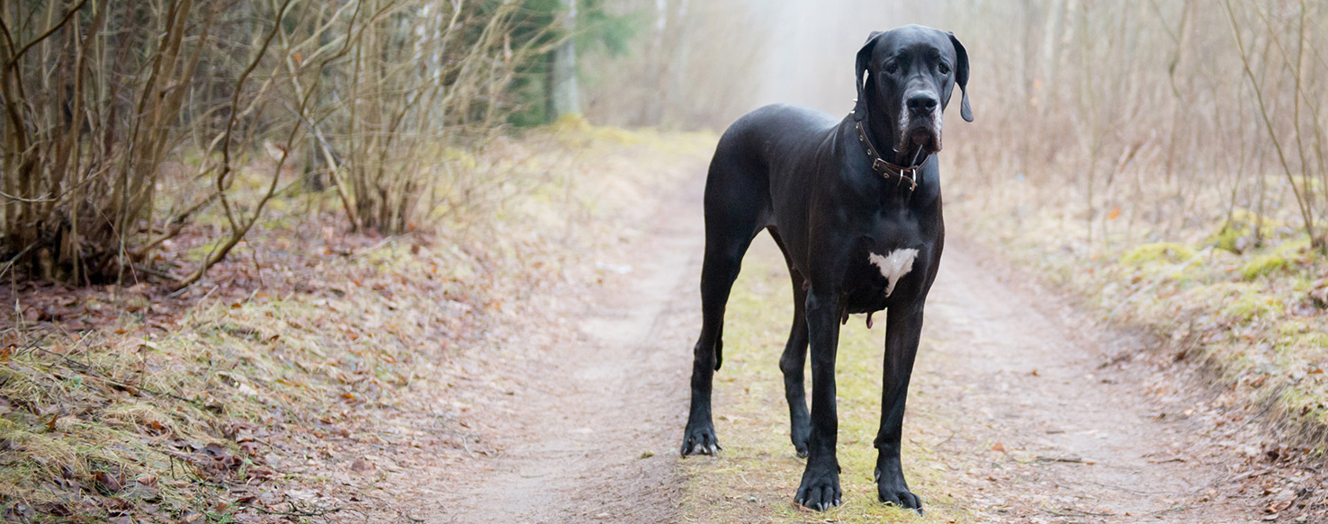 Great Dane - Dog Breed Health, History, Appearance, Temperament, and ...