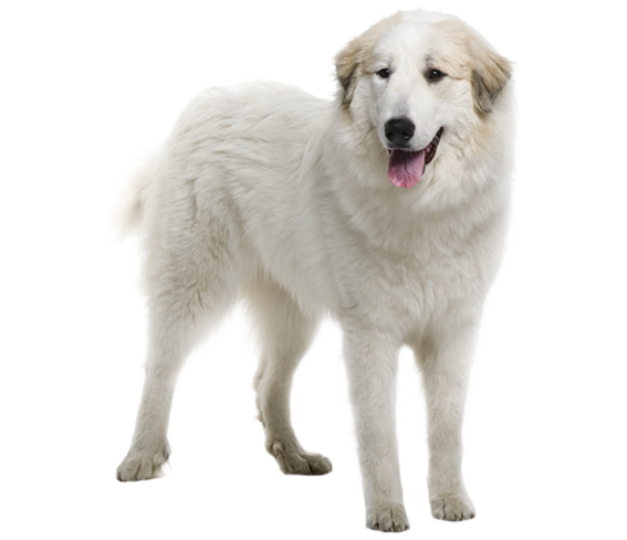 Great Pyrenees - Dog Breed Health, History, Appearance, Temperament ...