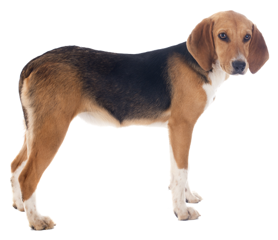 Harrier - Dog Breed Health, History, Appearance, Temperament, and ...