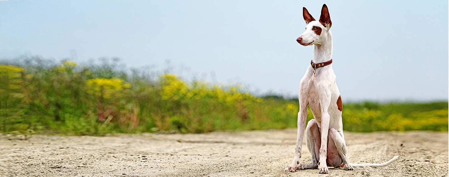 Ibizan Hound - Dog Breed Health, History, Appearance, Temperament, and ...