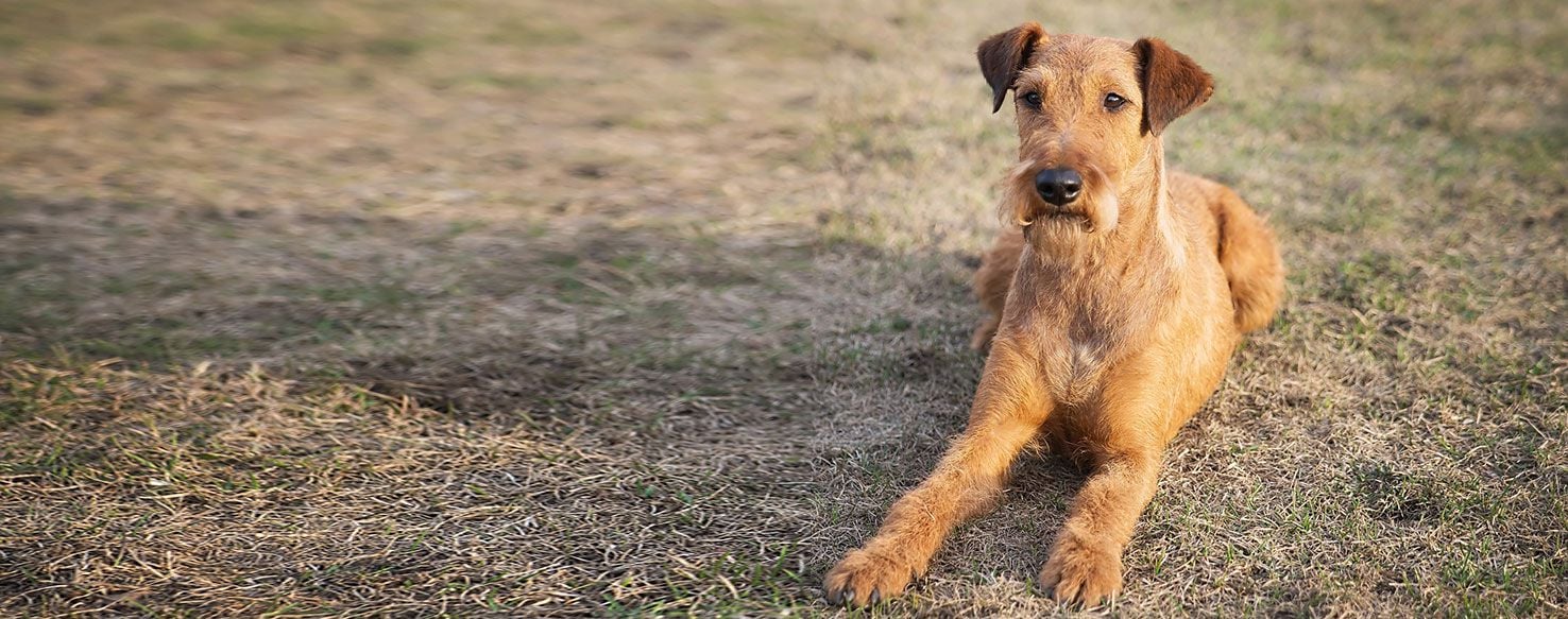 Irish Terrier - Dog Breed Health, History, Appearance, Temperament, and ...