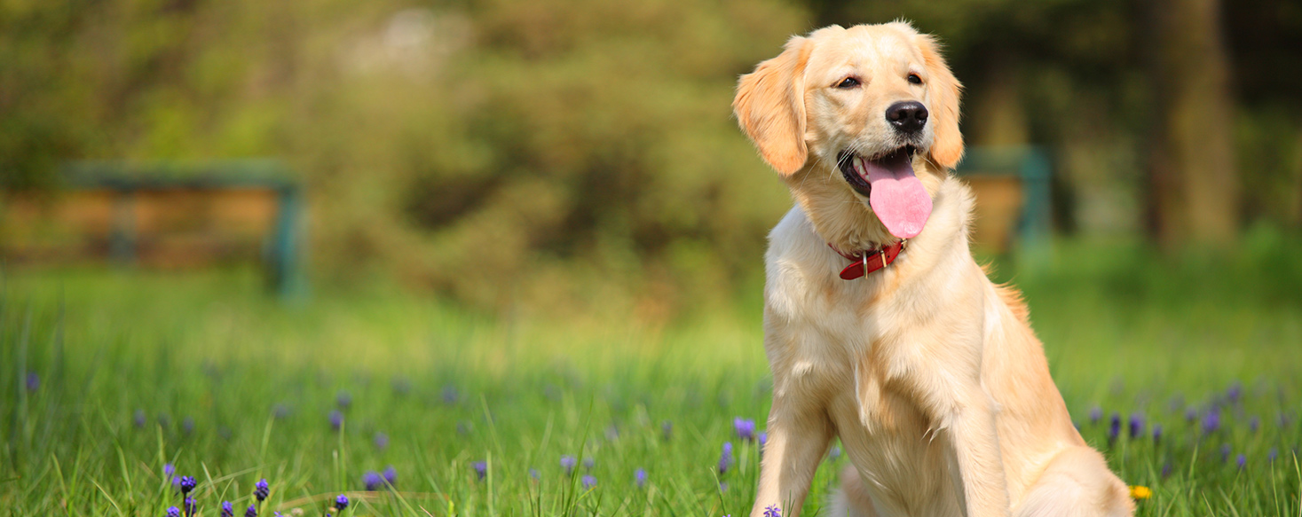 Labrador Retriever - Dog Breed Health, History, Appearance, Temperament ...
