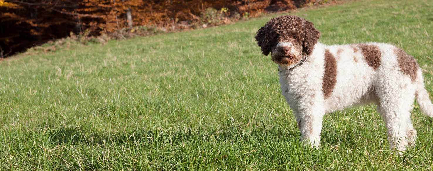 Lagotto Romagnolo - Dog Breed Health, History, Appearance, Temperament ...