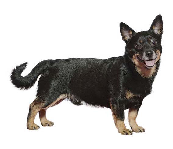 Lancashire Heeler - Dog Breed Health, History, Appearance, Temperament ...