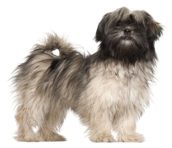 Lhasa Apso - Dog Breed Health, History, Appearance, Temperament, and ...