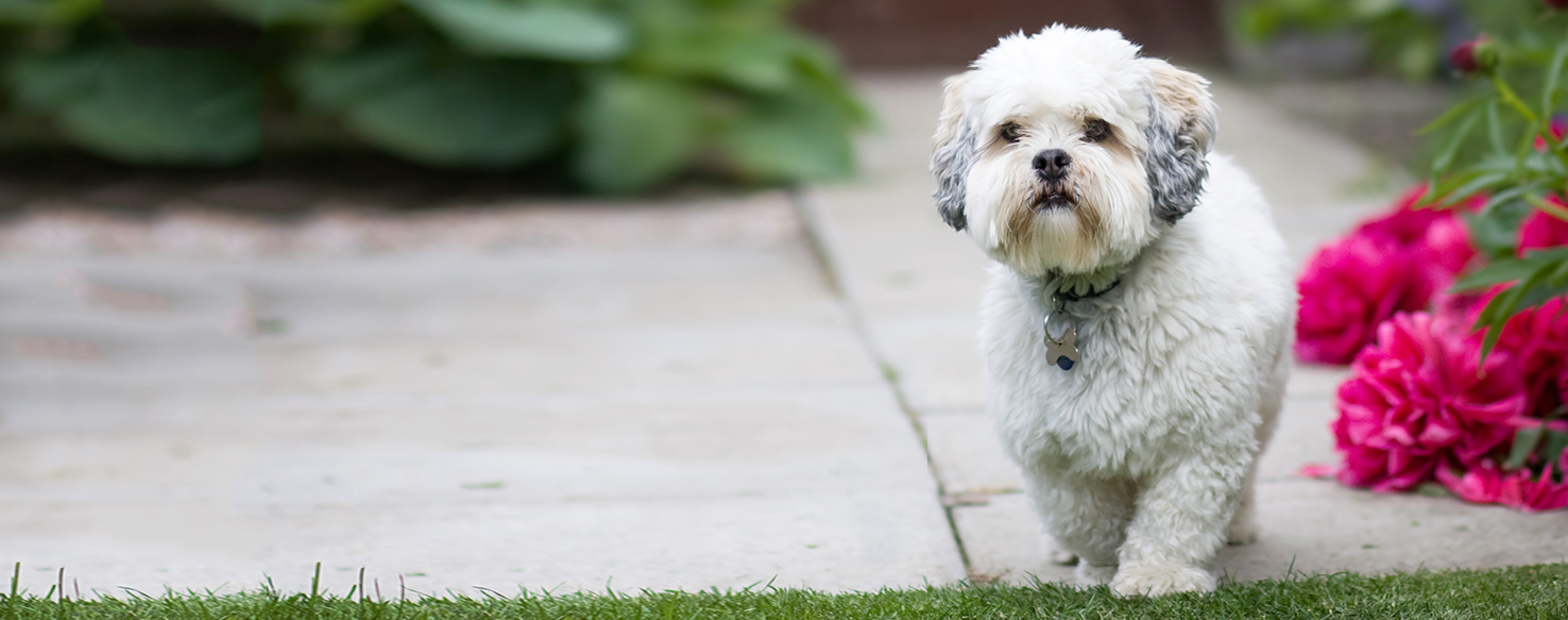 Lhasa Apso - Dog Breed Health, History, Appearance, Temperament, and ...