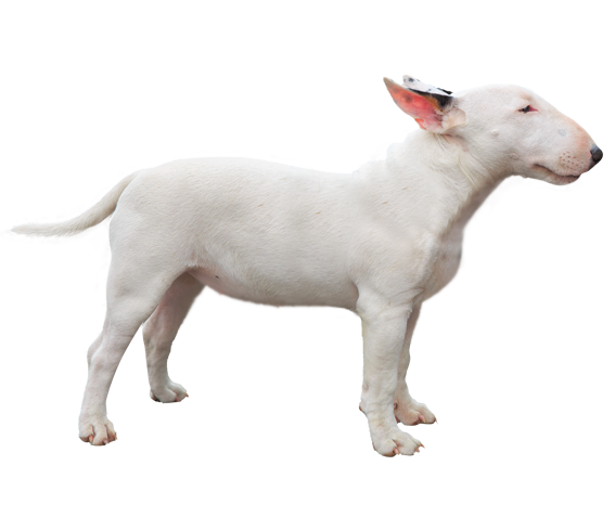 Miniature Bull Terrier - Dog Breed Health, History, Appearance ...